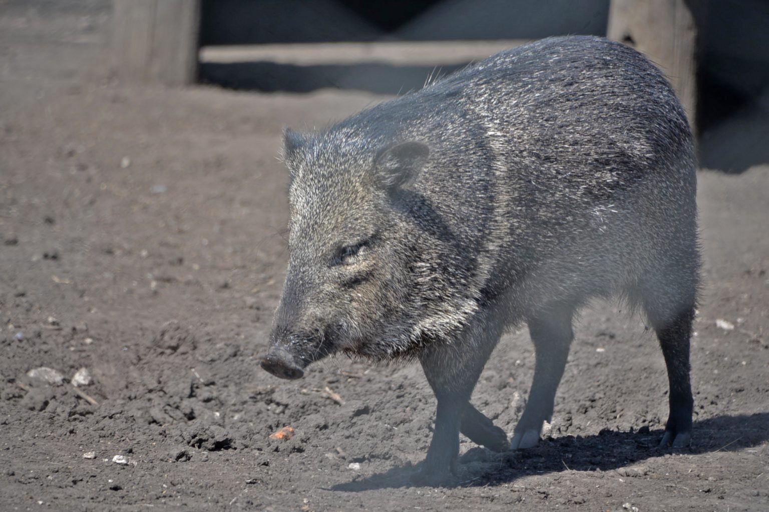 La máxima y una nueva reintroducción de pecaríes de collar en Corrientes